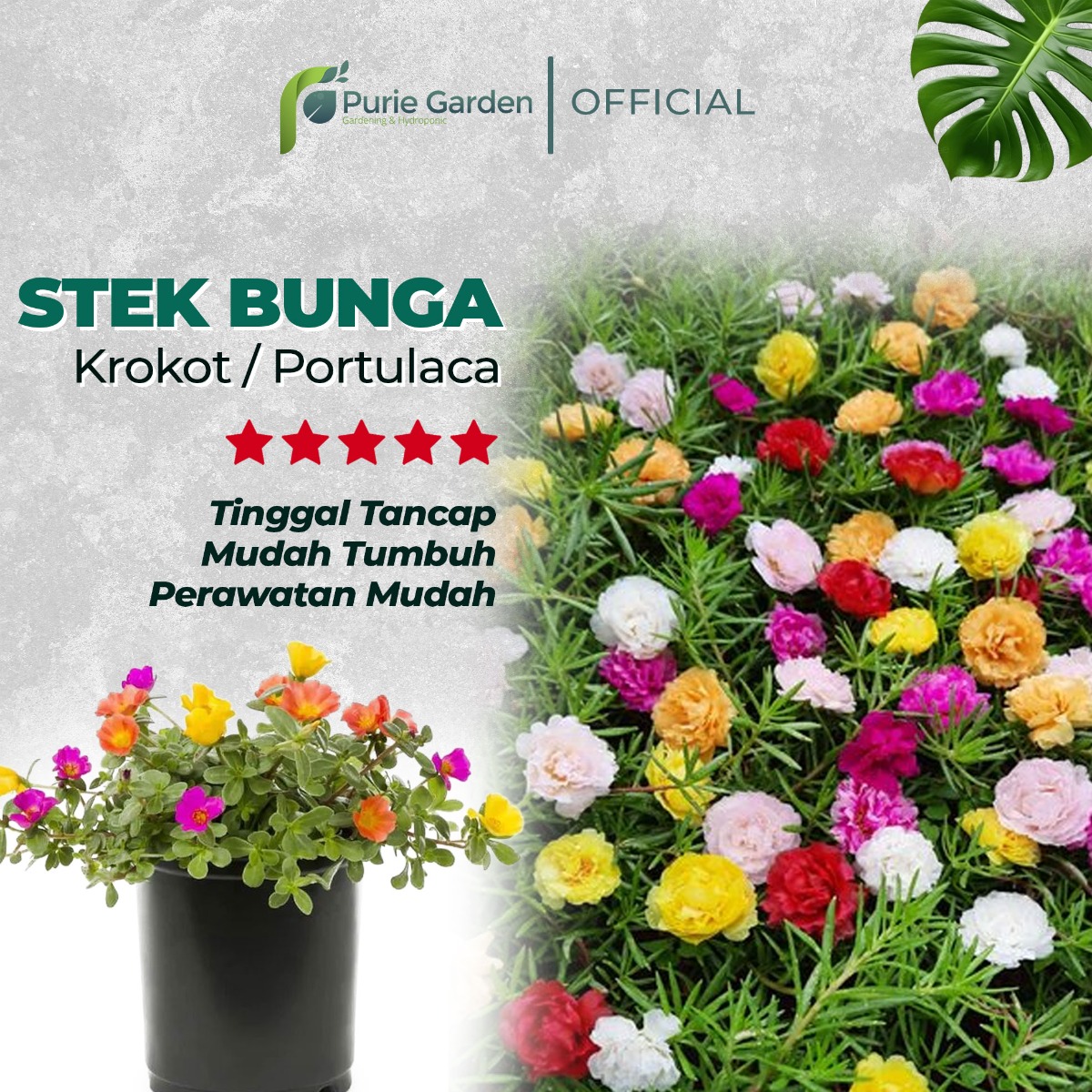 Bunga Krokot Warna Warni Portulaca 20 Stek