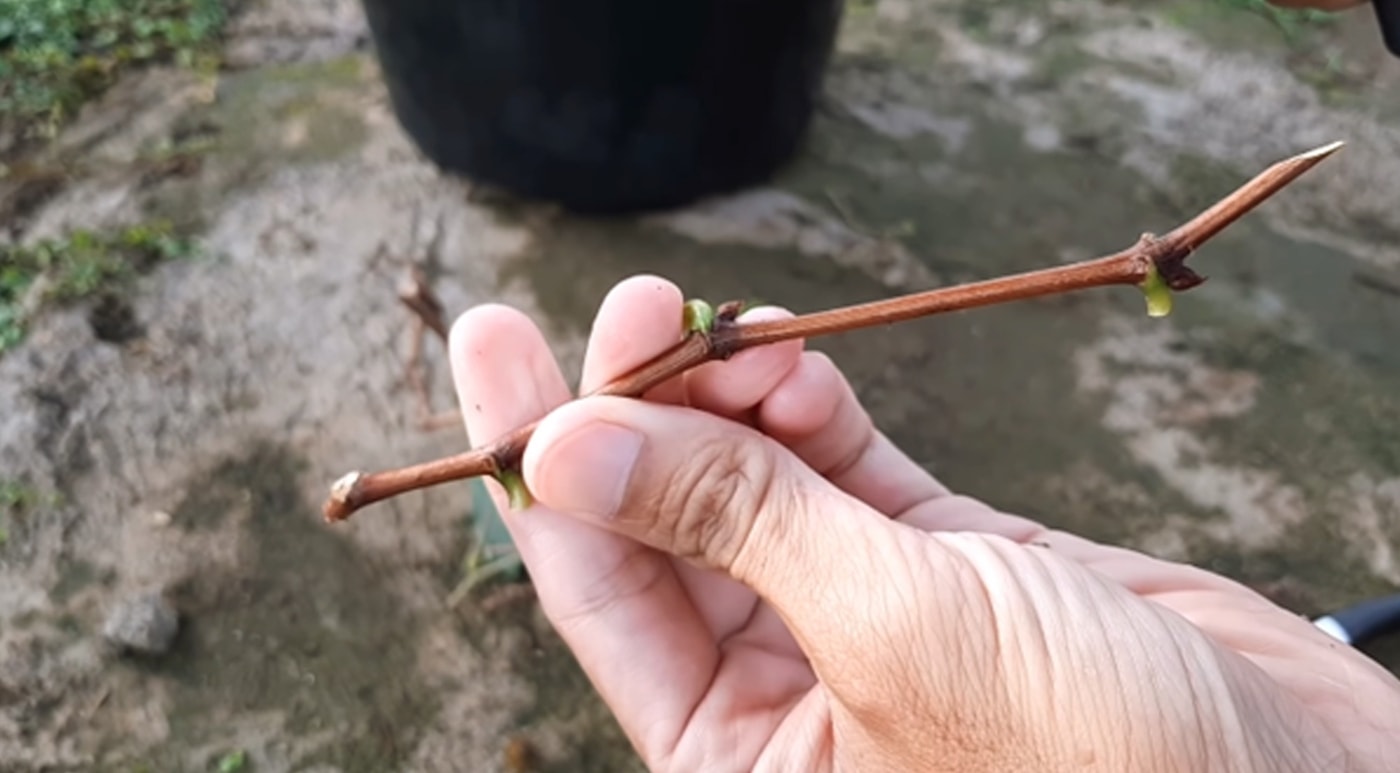 Tips Perawatan Dan Budidaya Tanaman Anggur