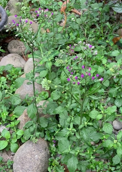 Tanaman Liar Yang Mempunyai Banyak Manfaat Bagi Kesehatan