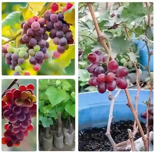 Anggur Caroline Super