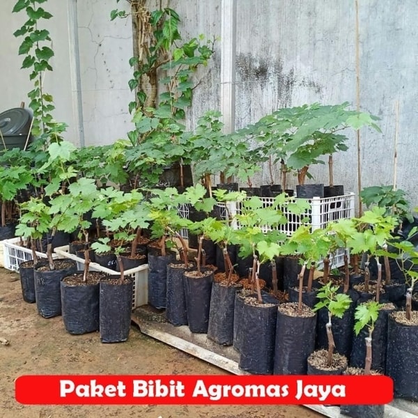 Anggur Caroline Super