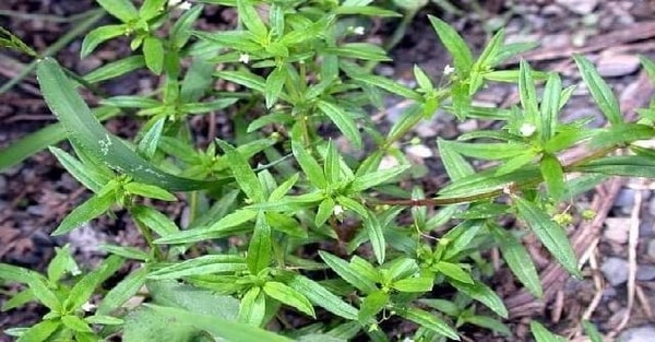 Tanaman Liar Yang Mempunyai Banyak Manfaat Bagi Kesehatan