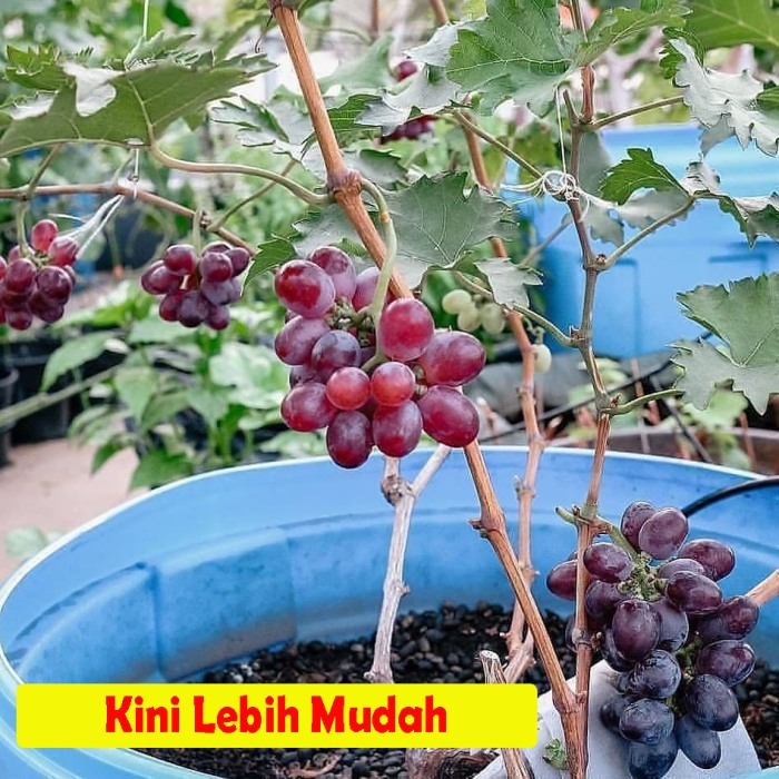 Anggur Caroline Super