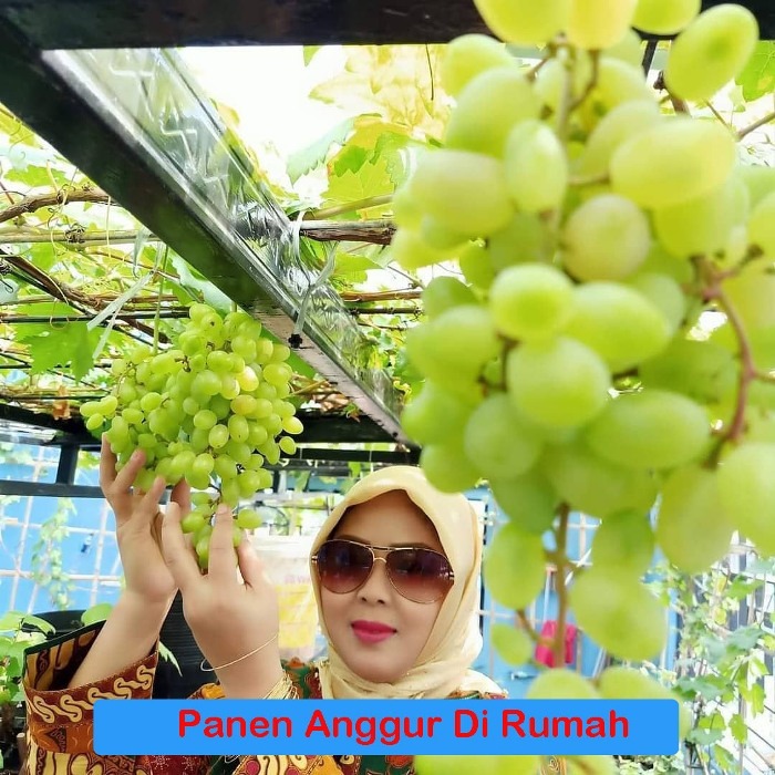 Anggur Caroline Super