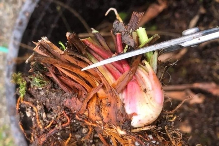 Macam Macam Cara Memperbanyak Tanaman Secara Vegetatif