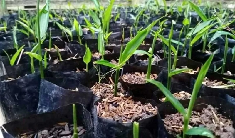 Manfaat Dan Cara Menanam Jahe Merah